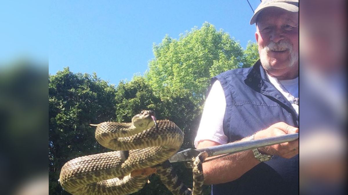 Allan Brooks Nature Centre to host rattlesnake presentation | Vernon ...