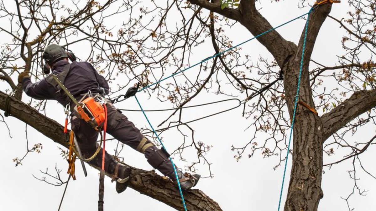 Downtown Red Deer tree pruning set to begin in July | rdnewsnow.com