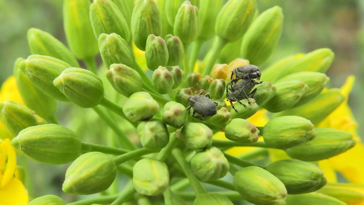 When to spray cabbage seedpod weevils | farmnewsNOW