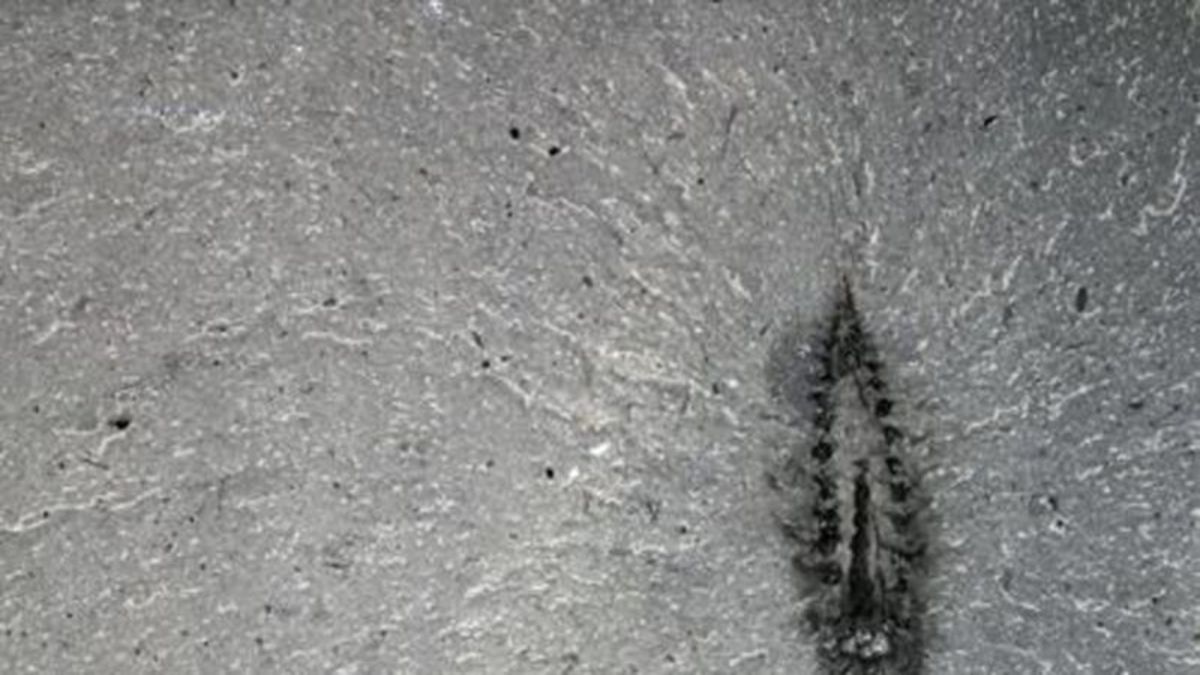 Fossils of ancient predators with three eyes shed light on evolution of ...