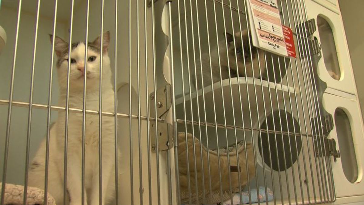 Medicine Hat SPCA looking for donations, volunteers | CHAT News Today