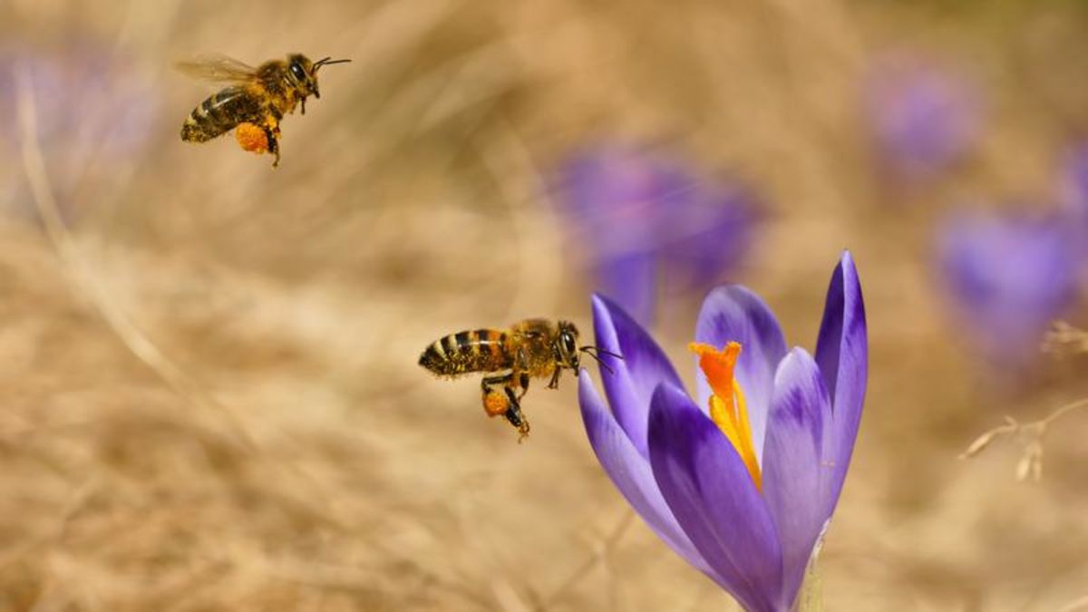 Sask. bee colonies hit hard during winter, above national levels ...
