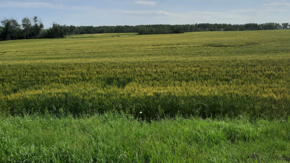 Mistawasis and Muskeg Lake partnering on first Indigenous-led living ...