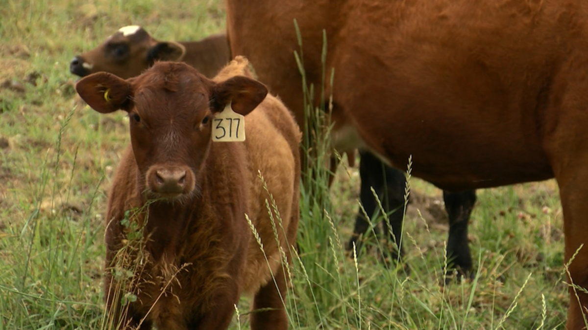 Local ranch gives back to the community and environment | farmnewsNOW