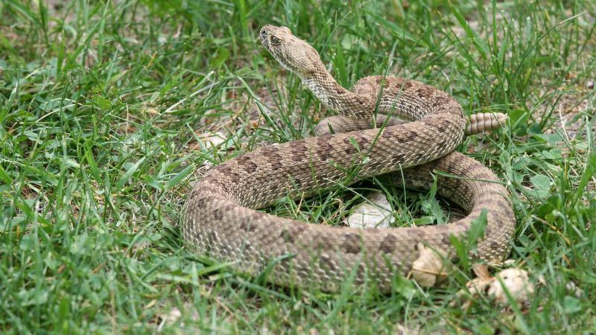 Slither into MH Interpretive Program’s snake sessions | CHAT News Today