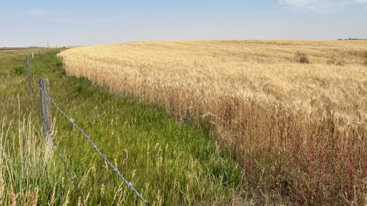 Sustainability focus for specialty pulse and oat milling company ...