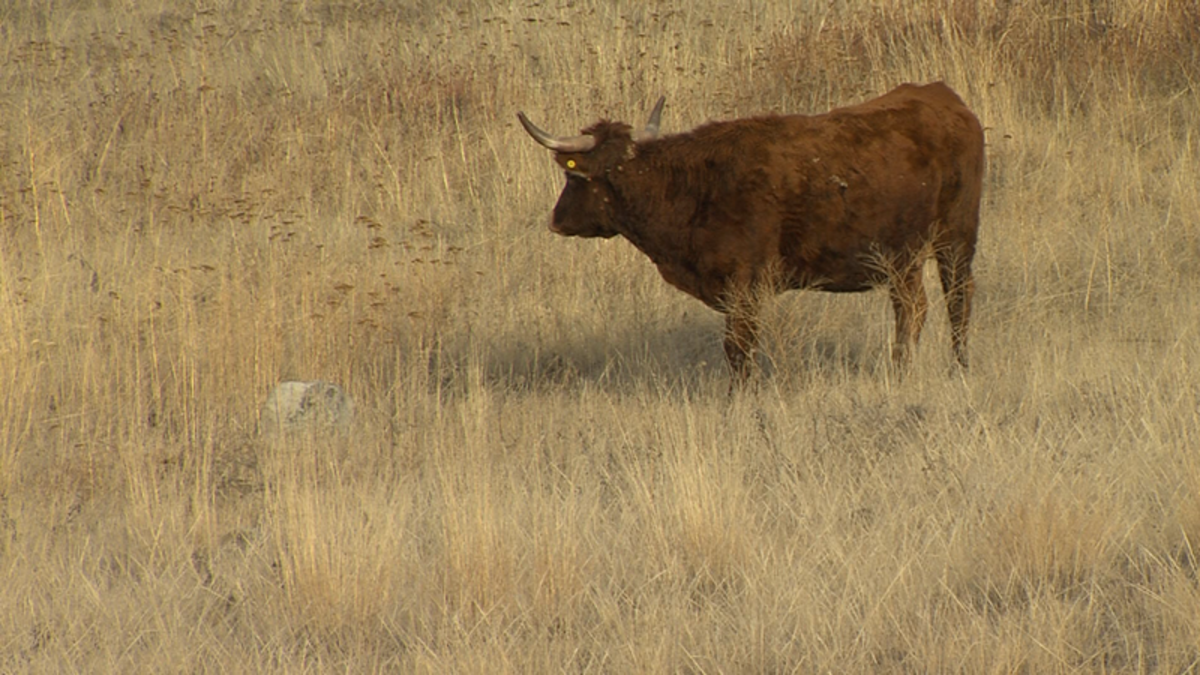 North Shuswap farm recipient of provincial Century Farm Award | CFJC ...