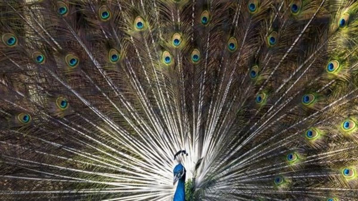 Pete the peacock remains on the lam about two months after escape from ...