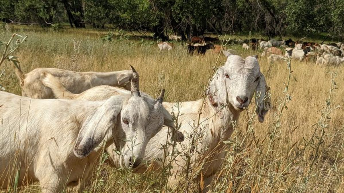 Goat grazing done for the season in Lethbridge | Lethbridge News Now
