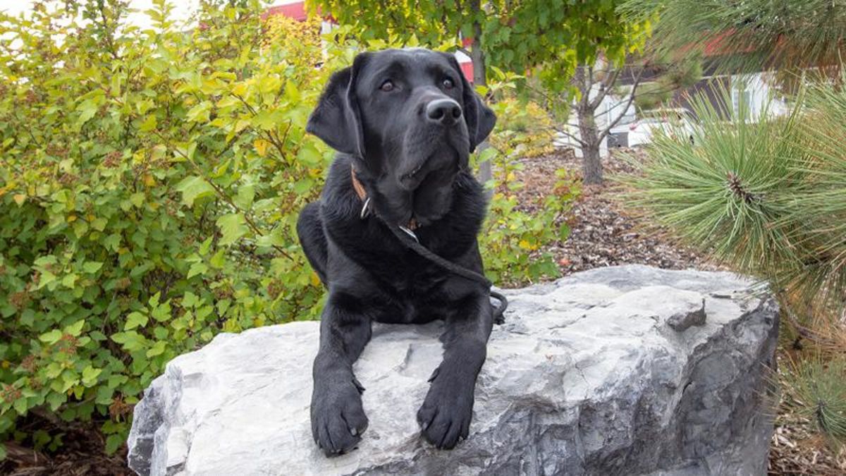 Red Deer RCMP & VSU bid farewell to support dog | rdnewsnow.com