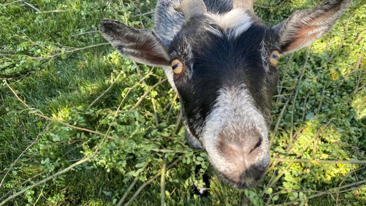 Goat therapy: local farm uses animals as a way of relaxation | paNOW