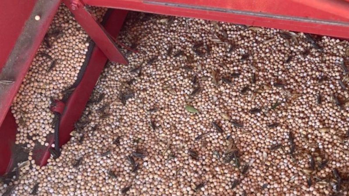 Grasshopper and rain frustrating farmers | northeastNOW
