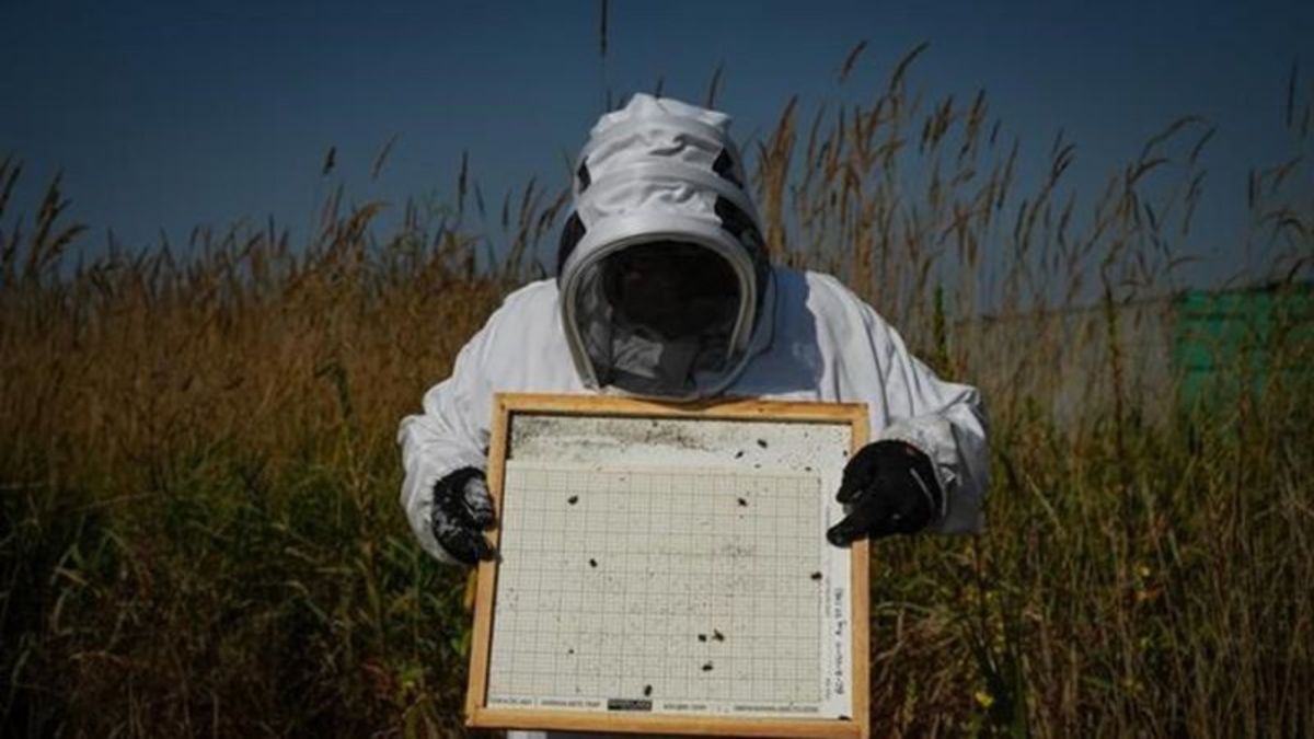 B.C. scientists hopeful in fight against mites that puncture and kill ...