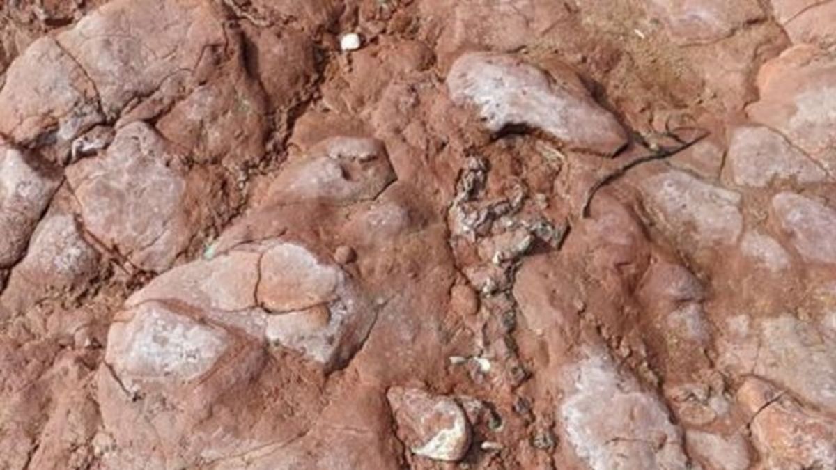 Fossil found on P.E.I. older than first dinosaur to have walked the ...