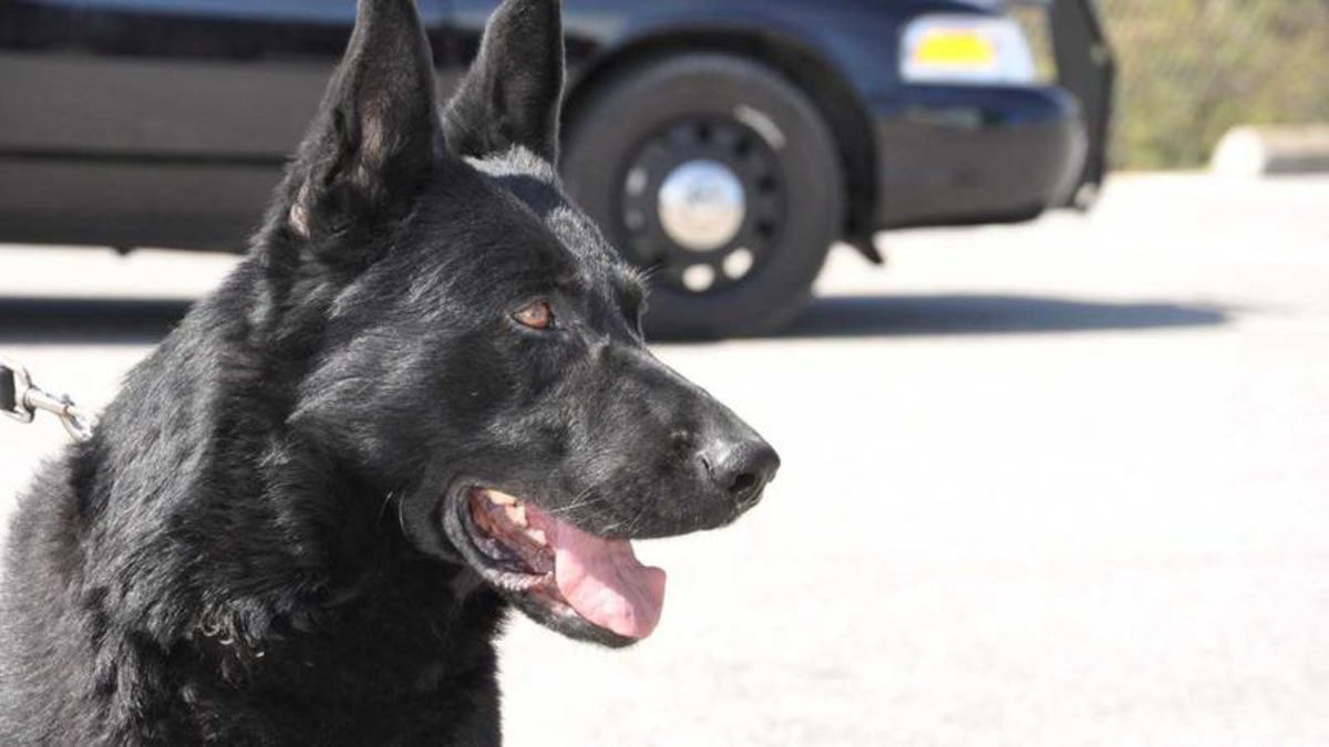 Dedicated dogs on display at national event | Vernon Matters