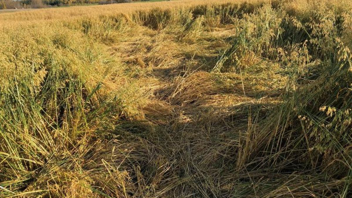 Damage caused by wild boars added to compensation program | CHAT News Today
