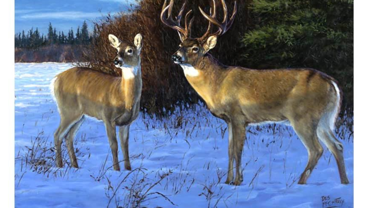 ‘One Man Art Show’ by local renowned wildlife artist at TARA Centre ...