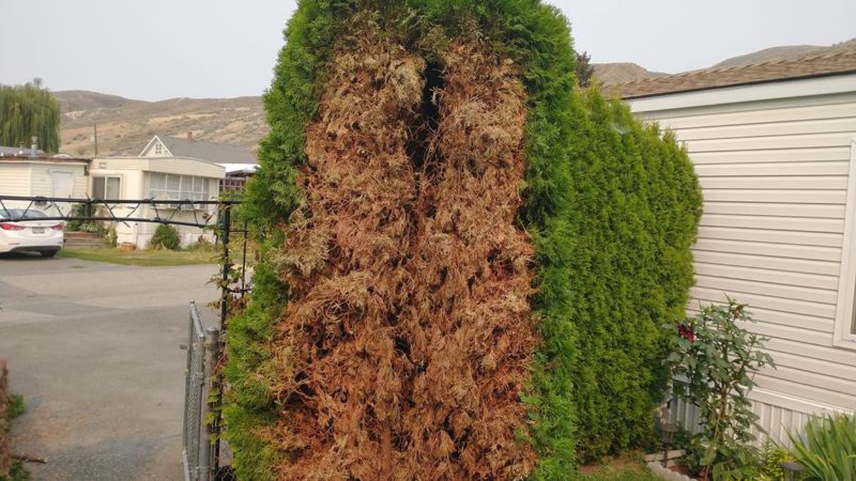 Kamloops Fire Rescue hopes to eliminate cedar hedges from the community ...