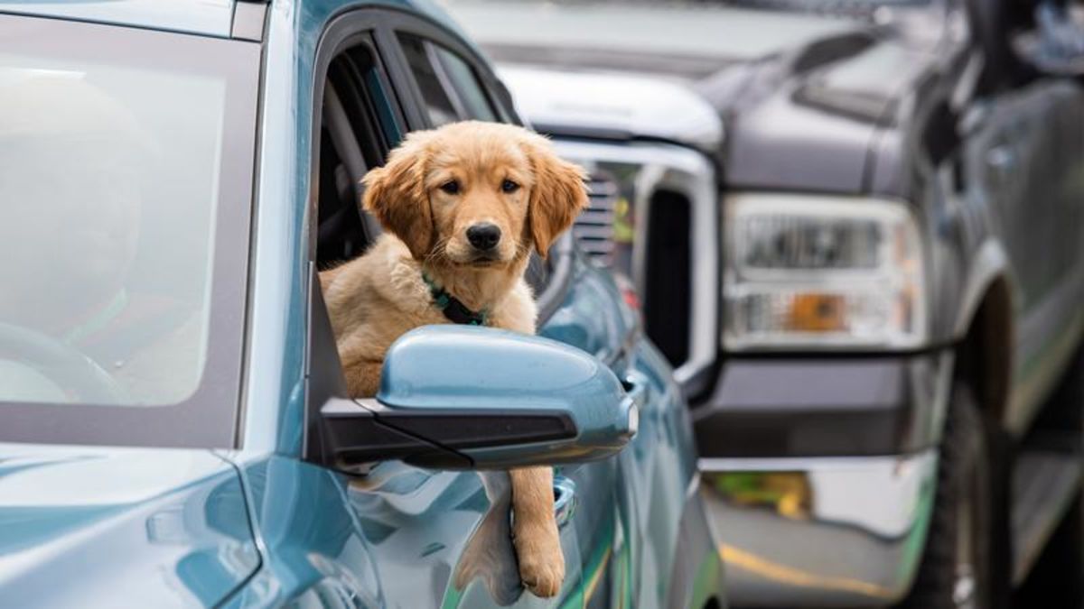 BC Ferries pilot project looking at increased pet access on board | 106 ...