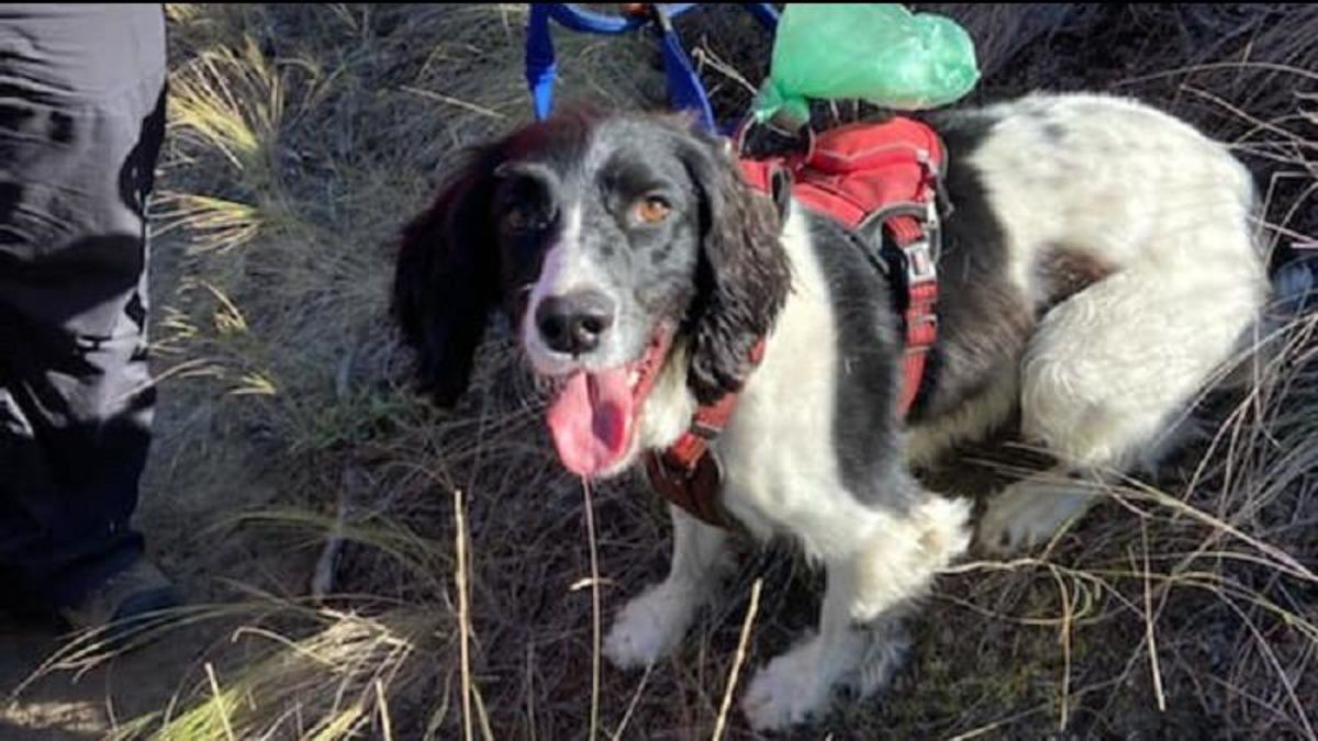 Kamloops woman calls for signage after dog careens over cliff in ...