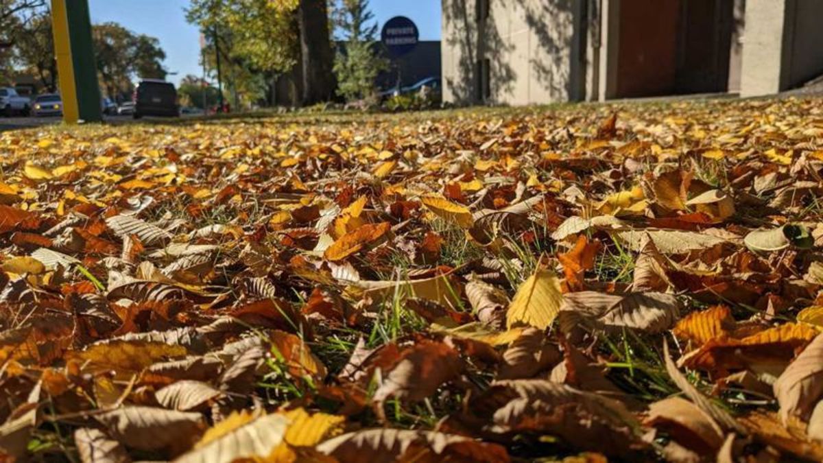 City of Lethbridge begins fall leaf collection program | Lethbridge ...