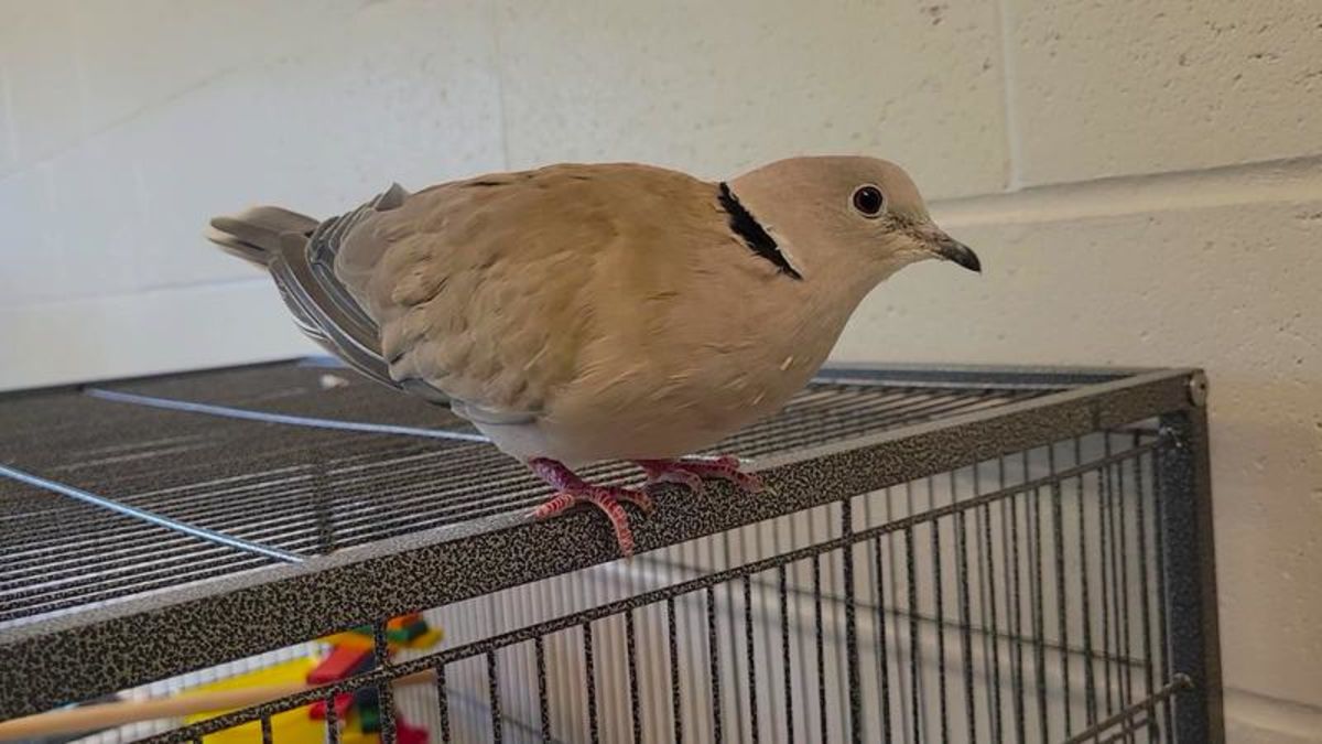Lovey the dove will melt your heart and eat all of your seeds ...