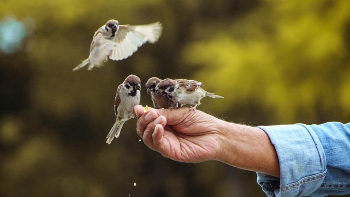 Lethbridge residents advised to avoid hand feeding wild birds ...