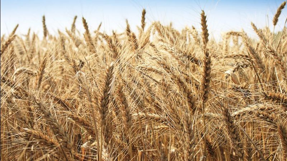 Wheat research priorities set for the next five years | paNOW