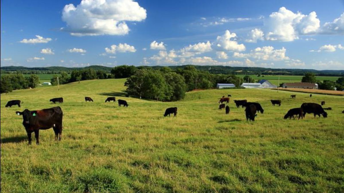 MGBHLM First Nation cattle company making progress | battlefordsNOW