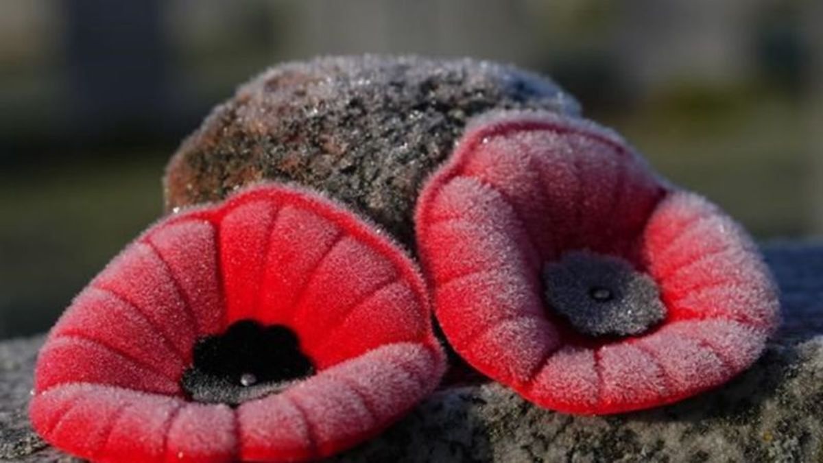 New poppy campaign initiatives seek to modernize the tradition of ...