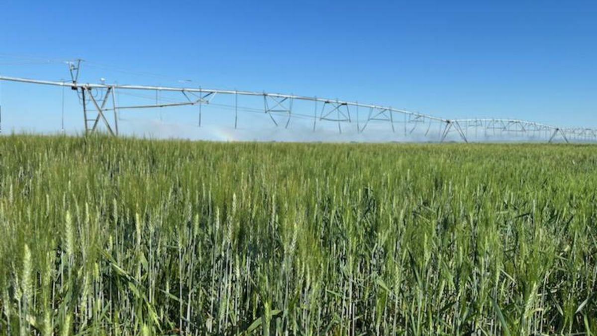 Alberta’s 2022 Crop Report shows significantly higher yields ...