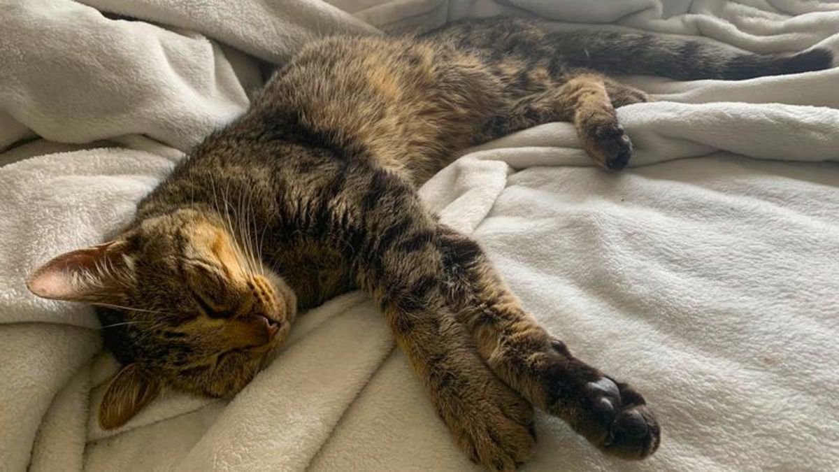 Victoria cat missing near Ucluelet reunited with owner in Nanaimo ...