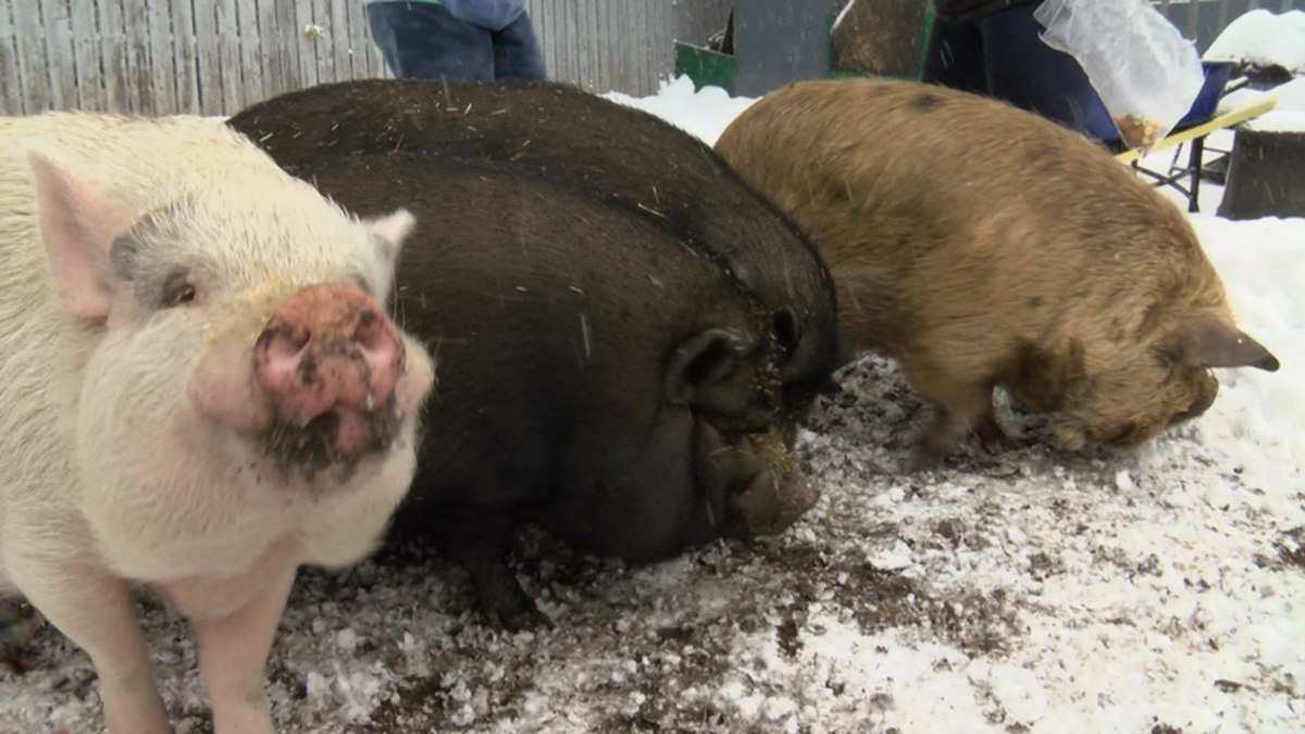North BC’s First Pig Sanctuary | CKPG Today