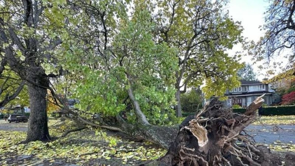 Strong winds, heavy rain knock out power to tens of thousands in southern B.C. | CKPG Today