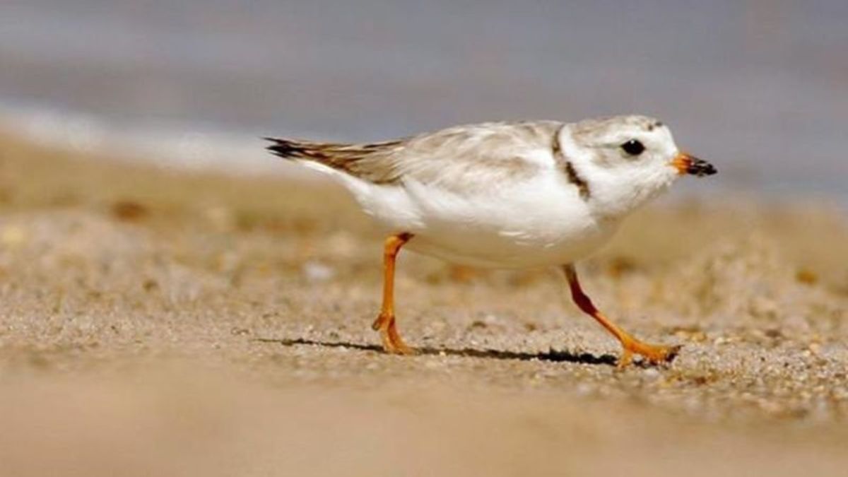 Environmental group takes federal government to court over piping ...