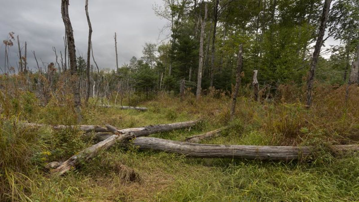 Removal of deadfall in Pines area to lower wildfire risk | rdnewsnow.com