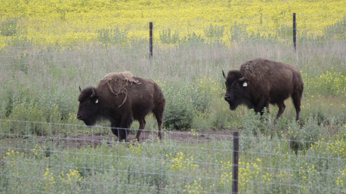 Métis Nation-Saskatchewan bringing bison back to Batoche | paNOW