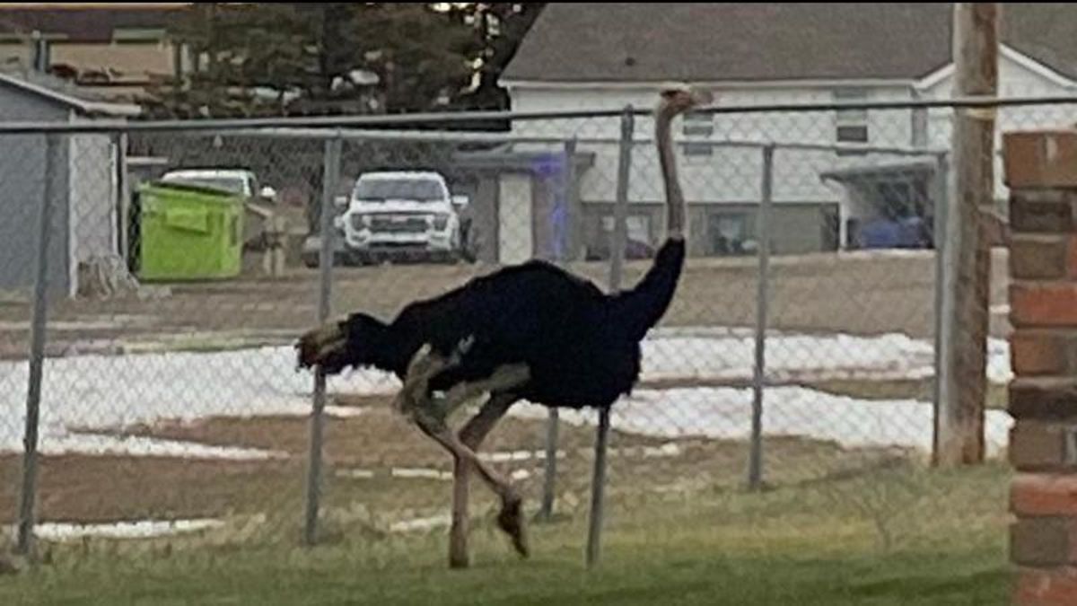 Police rounding up ostriches on the loose in Taber | rdnewsnow.com