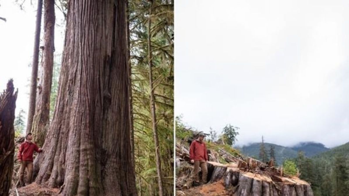 Giant trees still fall amid old-growth funding lag for B.C. First ...