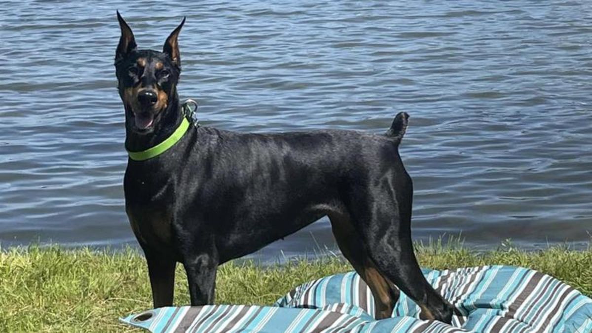 Woman and dog reunited after auto theft | CHAT News Today