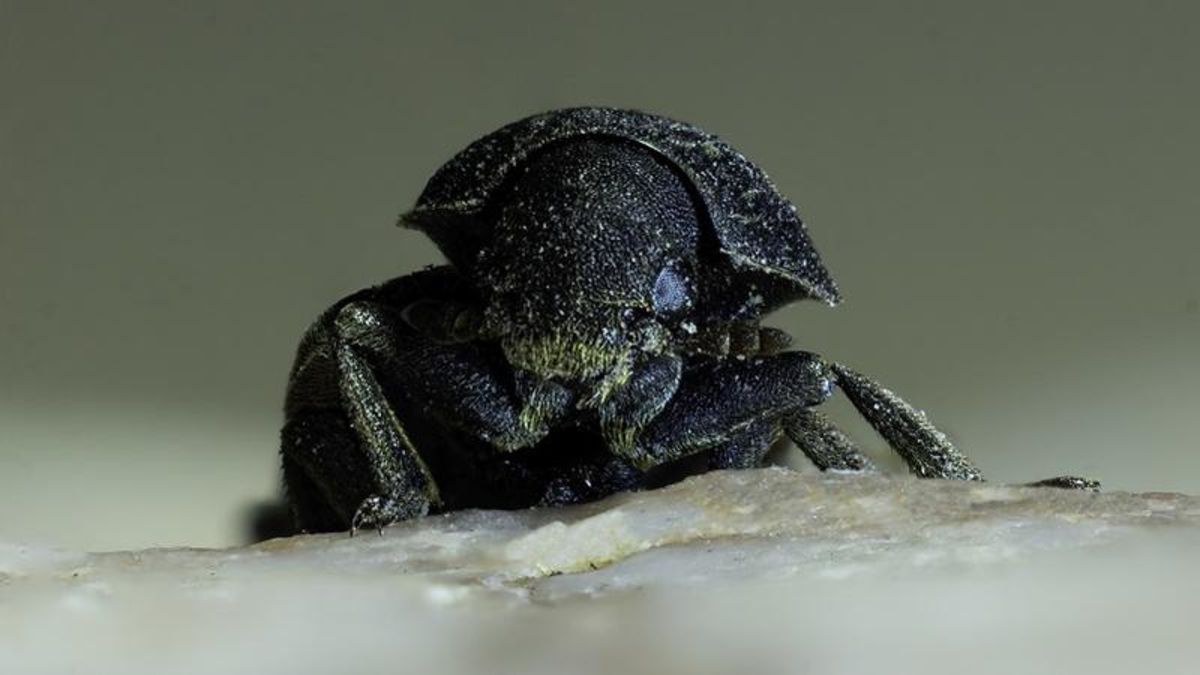 Government says mountain pine beetle continues to decline in Alberta ...
