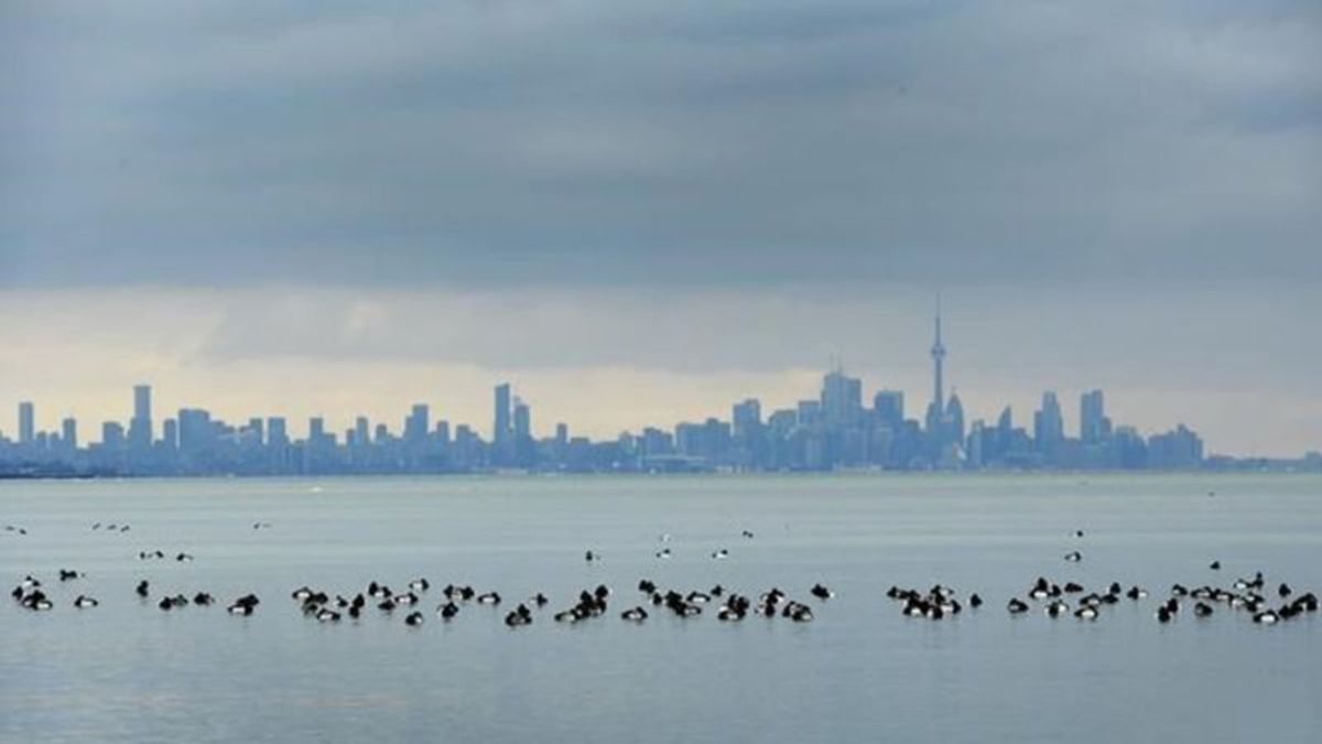 Federal environment minister certifies 14 bird-friendly cities in six ...