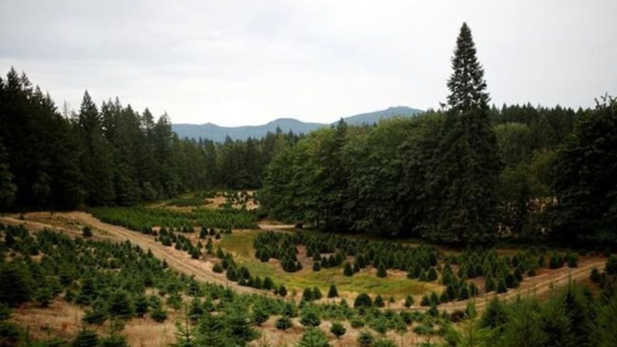 Climate change affecting Christmas trees in B.C. and beyond: expert ...