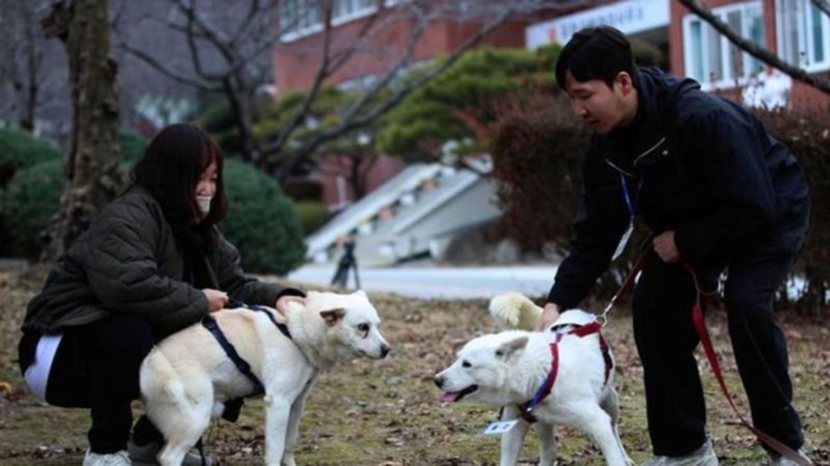 Dogs gifted by North’s Kim resettle in South Korean zoo | meadowlakeNOW