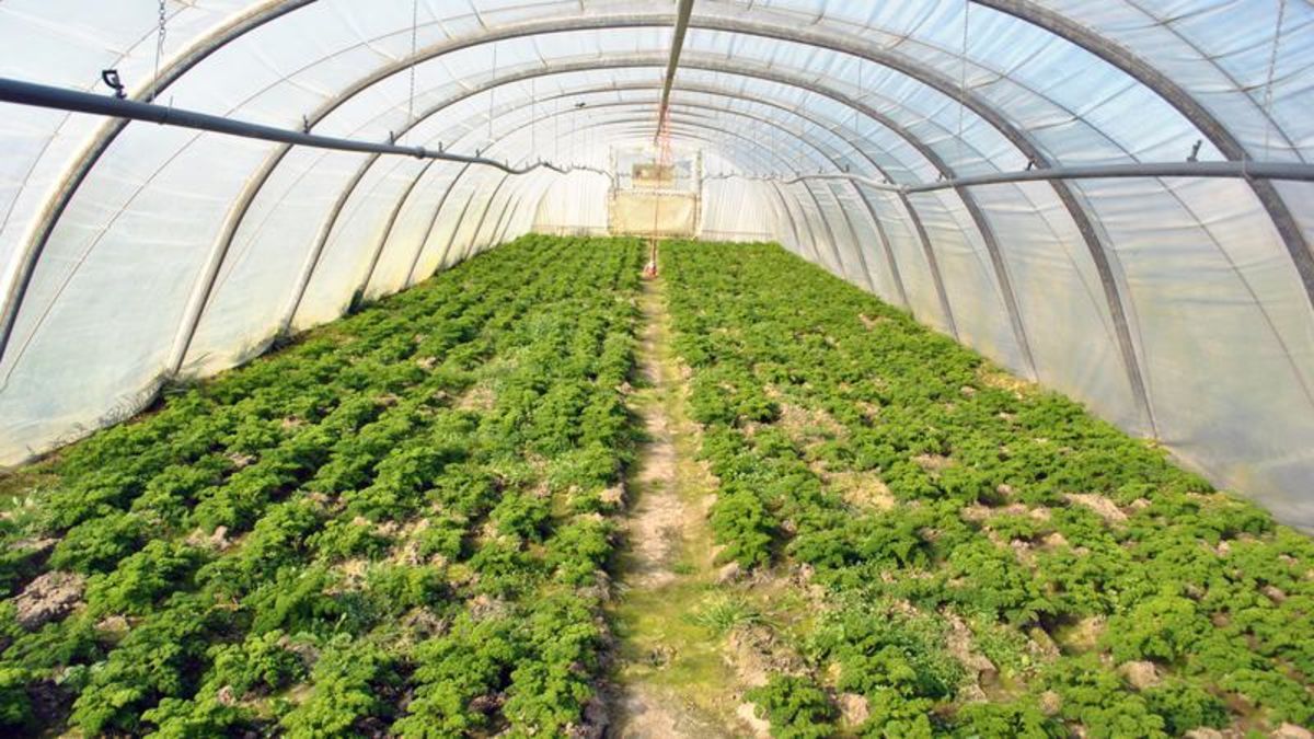 Five Sask. food security projects getting $1.1M in funding from feds ...