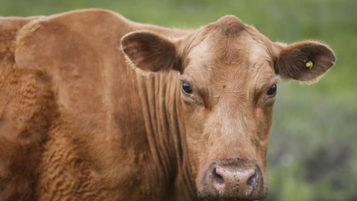 Four cows have been captured in a small Quebec town after months on the ...