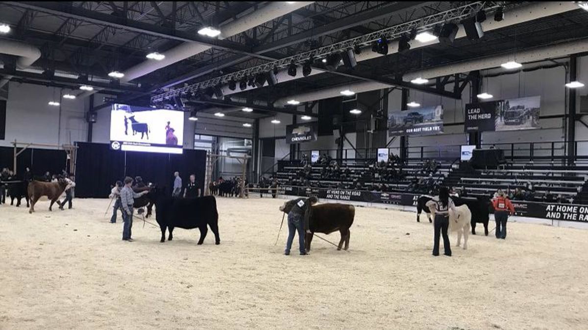 Saskatchewan cattle show reaches new heights | farmnewsNOW