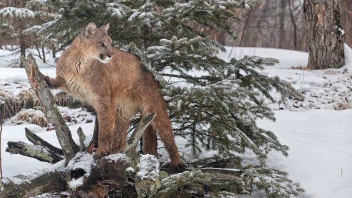 Researcher seeks public input on cougar sightings | farmnewsNOW