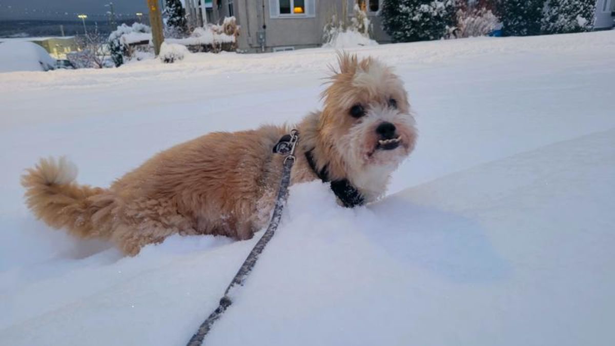 Ninth coldest December on record for Nanaimo amid pair of winter storms ...