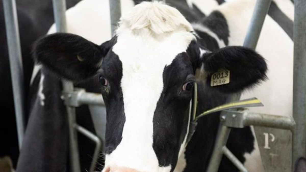 Months-long saga of runaway cattle in Quebec comes to an end with ...